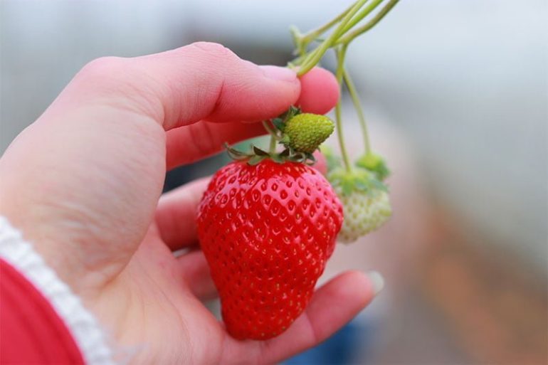 How to Go Strawberry Picking in South Korea